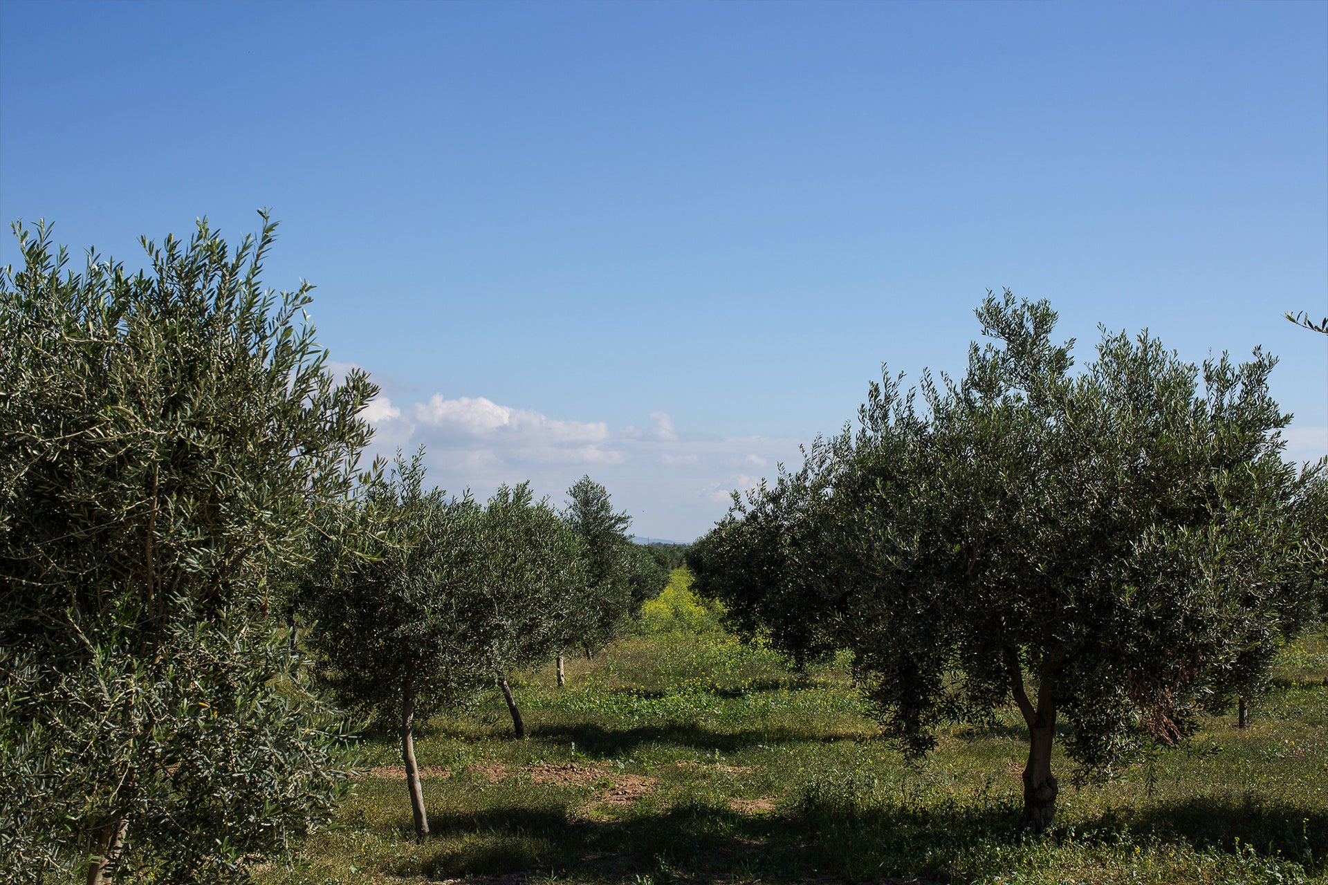 Where to Buy – Partanna Specialty Foods